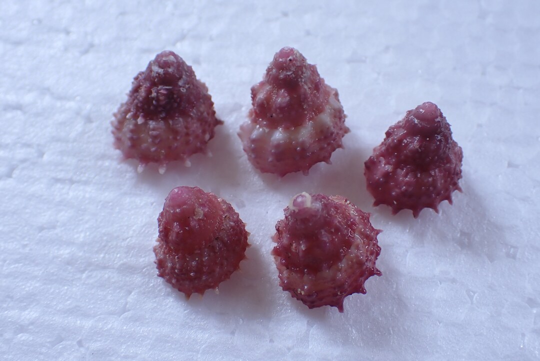 Sea Shell Astralium Roseobasis 14-18mm 5pcs. - Etsy