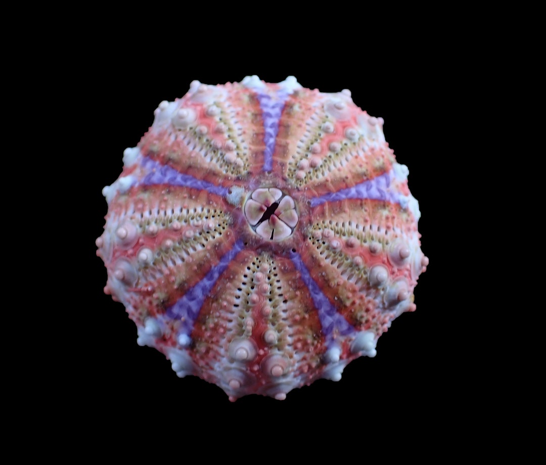 Marine Life Sea Urchin COELOPLEURUS MACULATUS 40mm - Etsy
