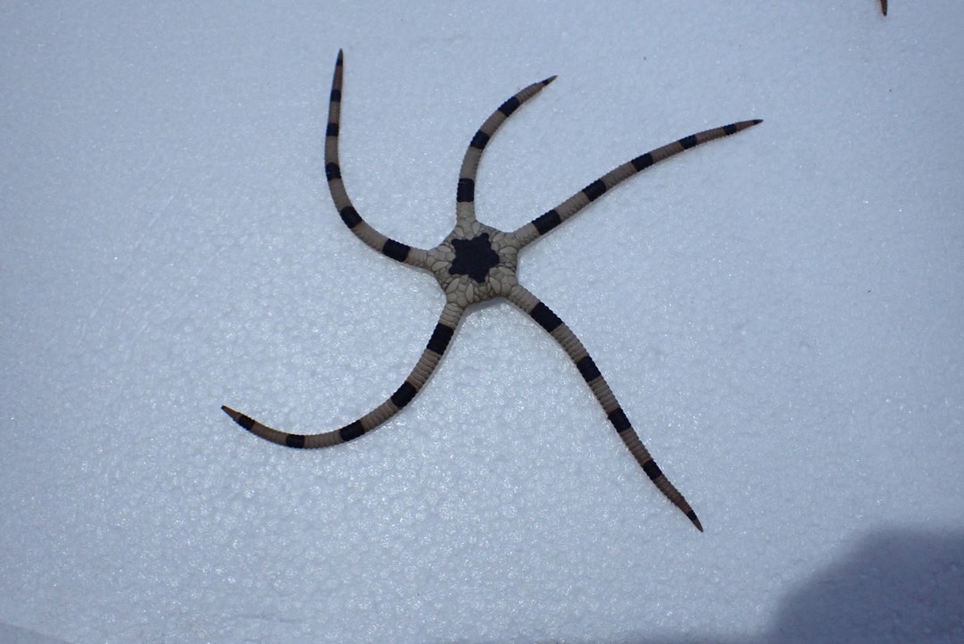 Brittle Starfish Tiger Color Big Size 16 cm - Etsy