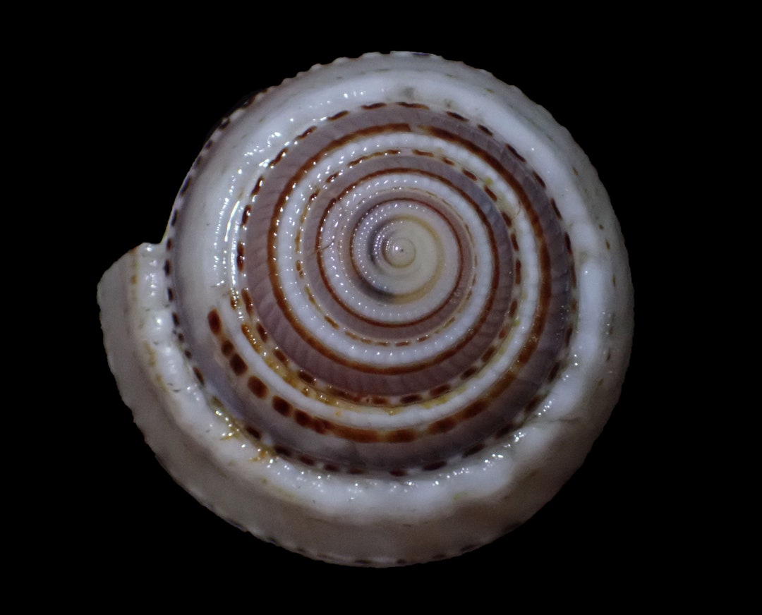 Sea Shell Architectonica Perspectiva 50mm - Etsy