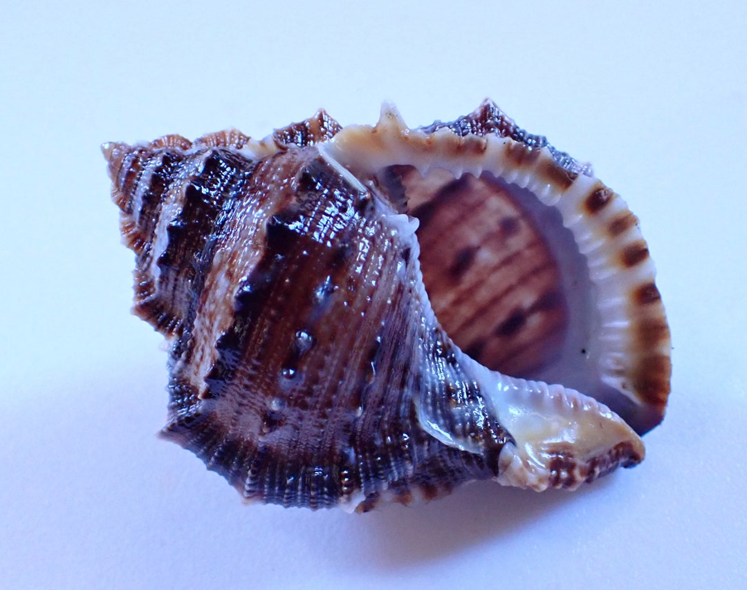 Sea Shell Bufonaria Crumena 66mm - Etsy