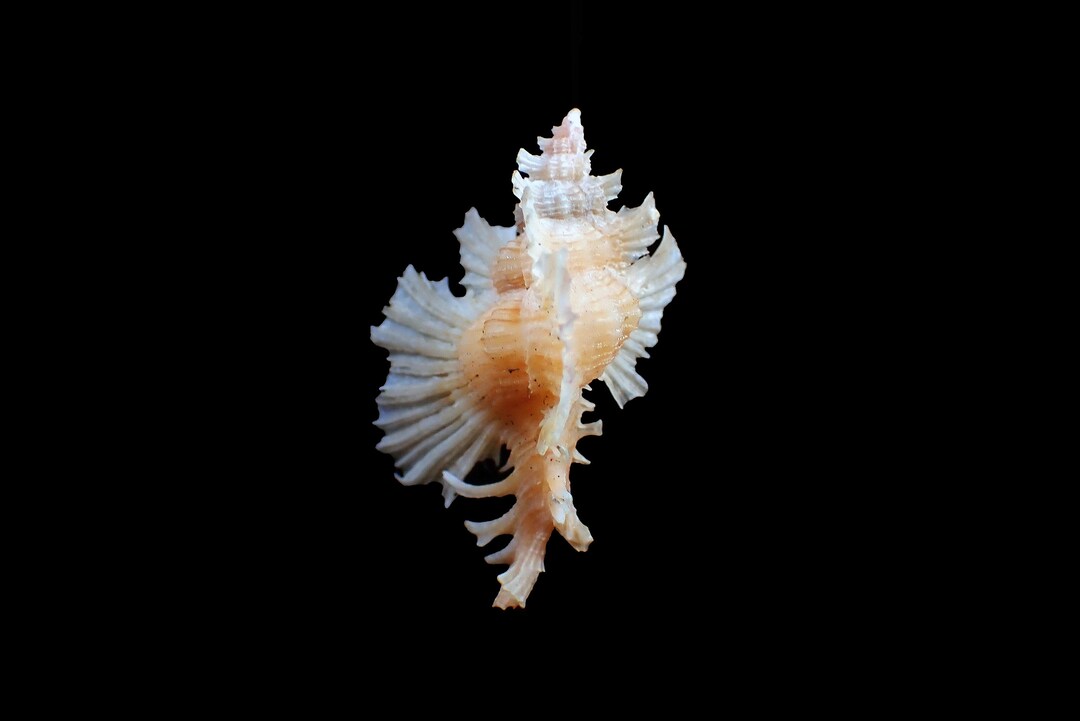 Seashell Chicoreus Orchidiflorus A.k.a sea Snail 28mm - Etsy