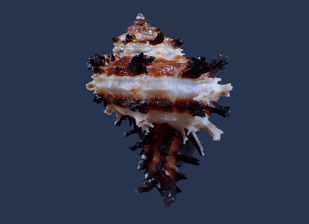 Sea Shells Left Handed senistral Hexaplex Cichoreum-51m.m. F Rare - Etsy