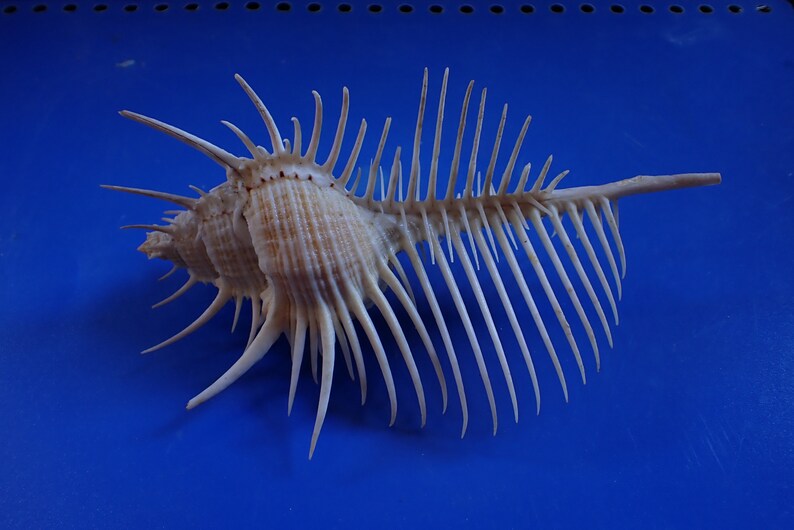 Sea Shell Murex Pecten 128mm - Etsy
