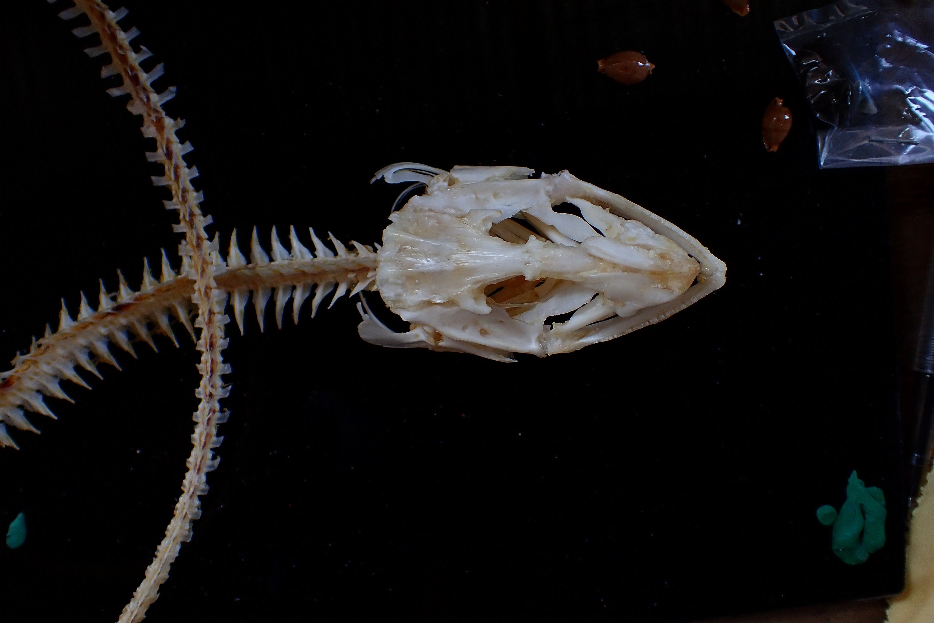 Sea Shell Moray Eel Skeleton Taxidermy 60-cm Measured - Etsy