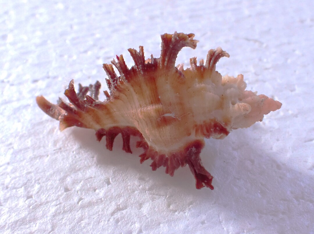 Sea Shell Chicoreus Crocatus F. Banski 56mm - Etsy