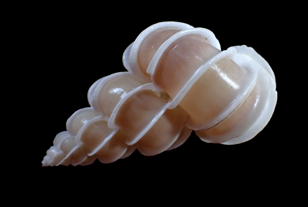 Sea Shell Epitonium Scalare 56mm - Etsy