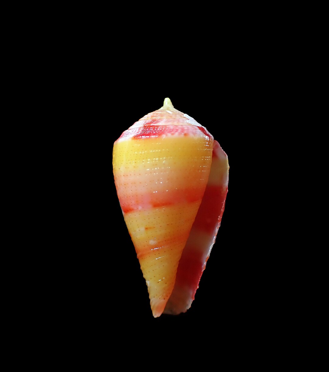 Sea Shell Conus Pertusus 20mm - Etsy