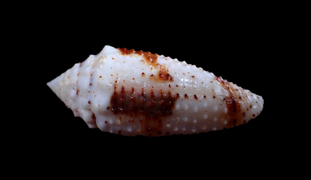 Sea Shell Conus Varius 44mm - Etsy