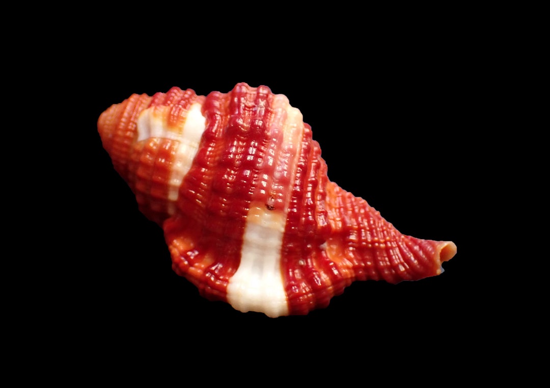 Sea Shells Cymatium Bibbeyi 37mm - Etsy