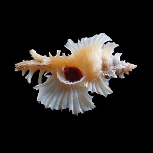 Seashell Chicoreus Orchidiflorus A.k.a sea Snail 28mm - Etsy