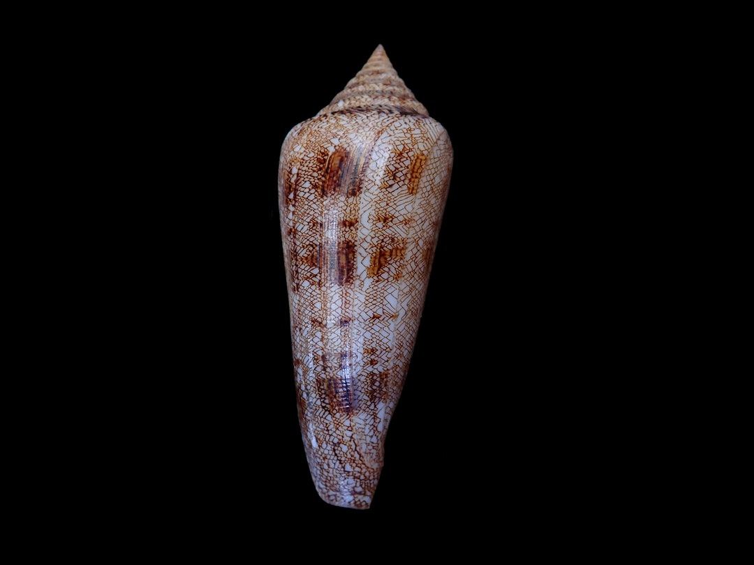 Seashell Sea Shells Conus Gloriamaris 129.m.m. F Big Size and Nice ...