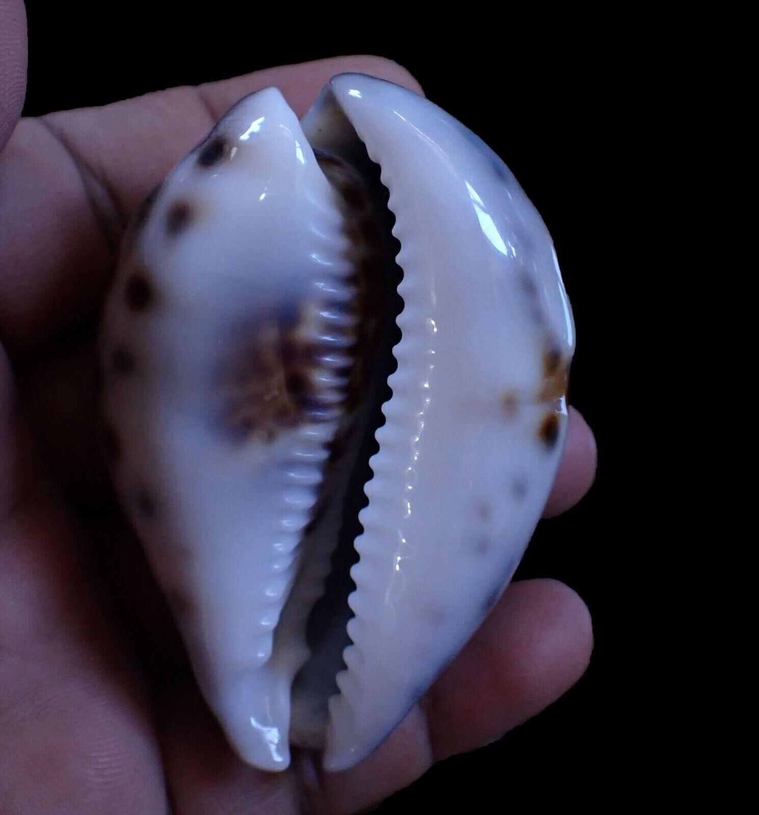 Sea Shells Cypraea Tigris 74mm Special Color - Etsy
