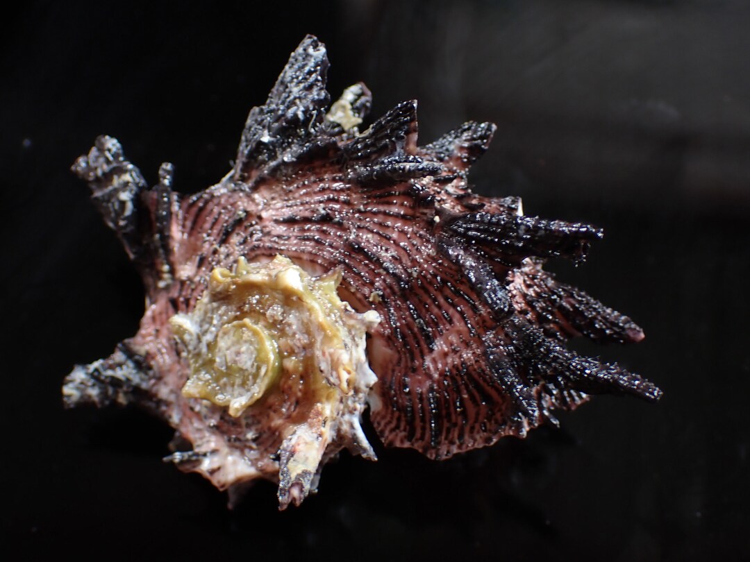 Sea Shell Angaria Delphinus 47mm - Etsy