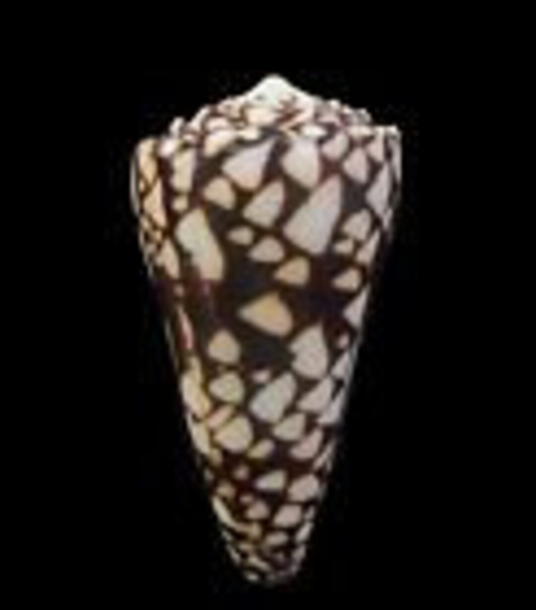 Sea Shells conus Bandanus banded Marble Cone 94mm Authentic Form ...