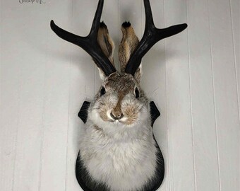 Resin Taxidermy Wall - Etsy