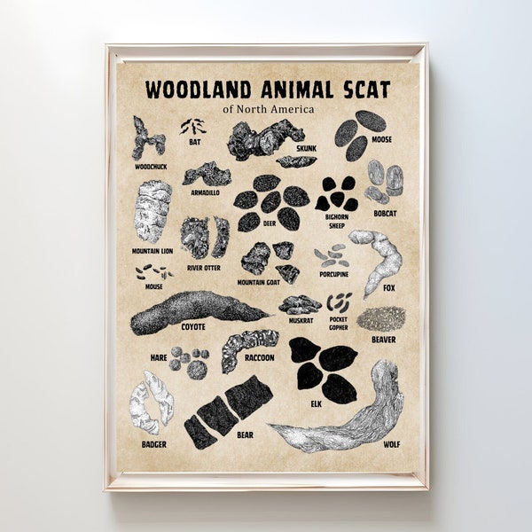 Animal Poop Poster - Etsy