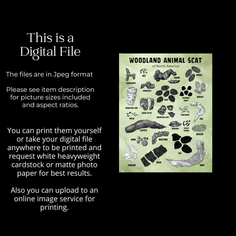 Animal Scat Print Woodland Animal Droppings Poster, Wilderness Poop ...