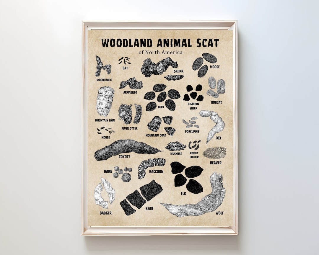 Animal Scat Print - Woodland Animal Droppings Poster, Wilderness Poop ...