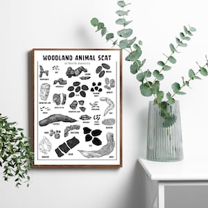 Animal Scat Print - Woodland Animal Droppings Poster, Wilderness Poop ...