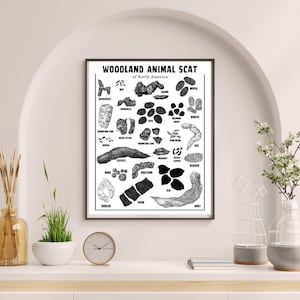 Animal Scat Print - Woodland Animal Droppings Poster, Wilderness Poop ...