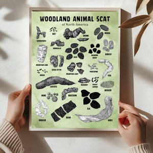 Animal Scat Print - Woodland Animal Droppings Poster, Wilderness Poop ...