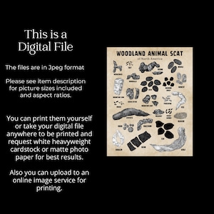 Animal Scat Print - Woodland Animal Droppings Poster, Wilderness Poop ...