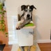 Custom Bailey Chair for Dogs With Megaesophagus | Upright Feeding Chair ...