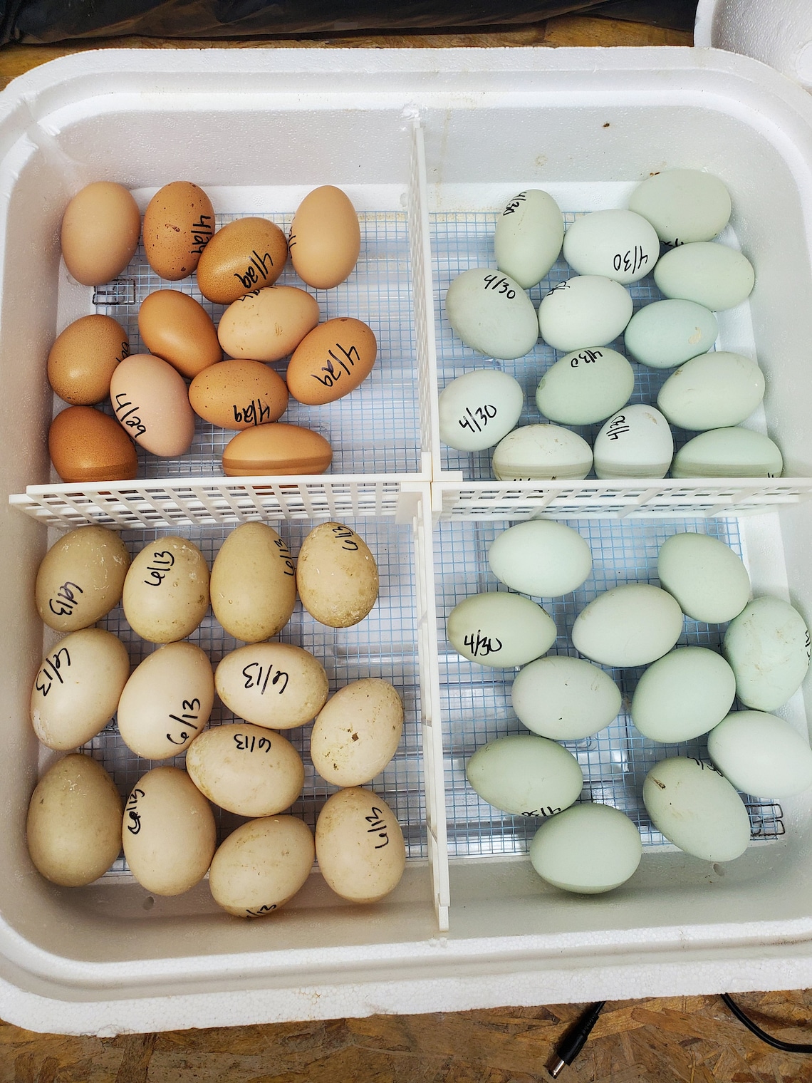 Incubator Divider for Hova Bator 1602n, Hatching Divider, Chick Divider ...