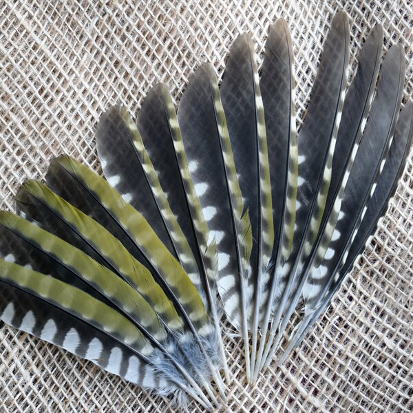 Woodpecker Feathers - Etsy