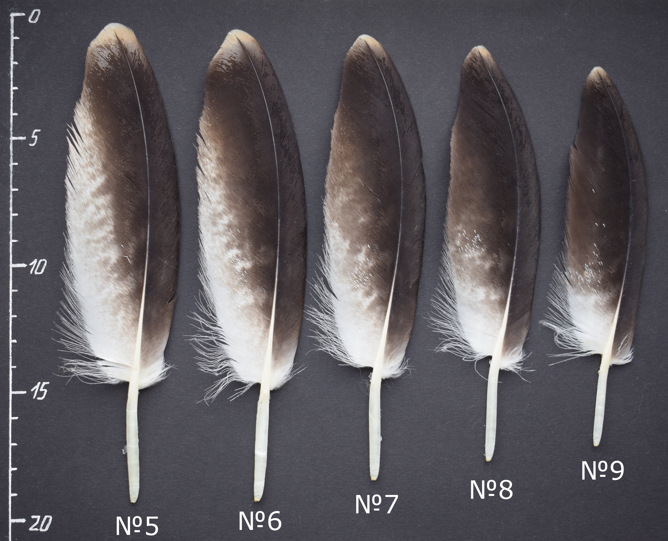 Eagle Feather Identification