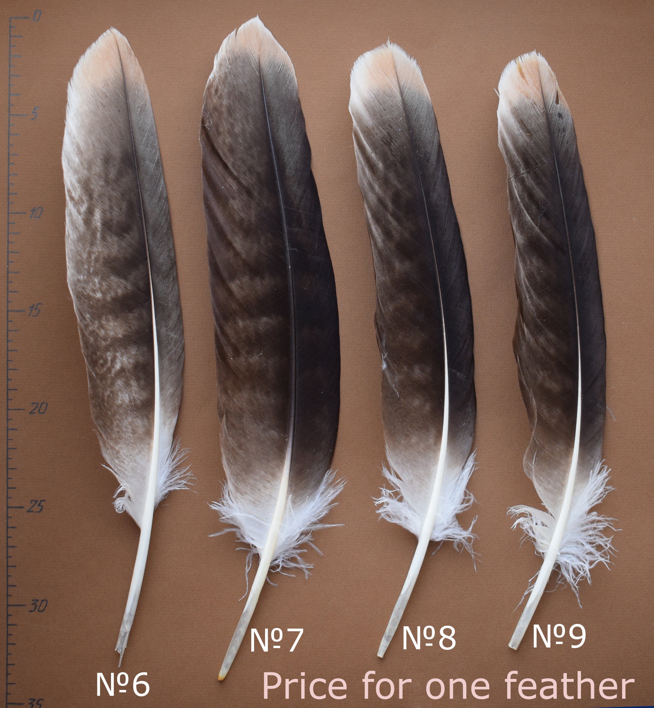 Natural Eagle Feathers, Rare Feathers, Molted, for Creativity, Amulets ...