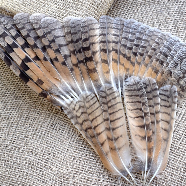 Owl Feathers - Etsy