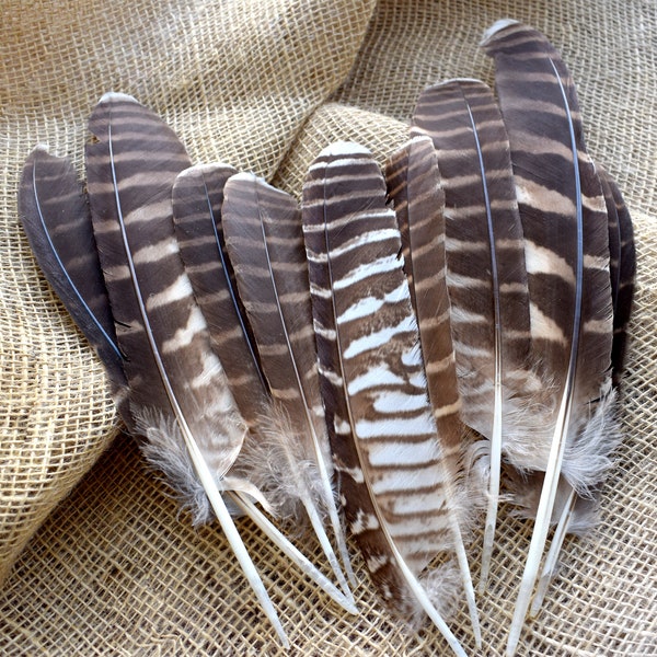 Owl Feathers - Etsy