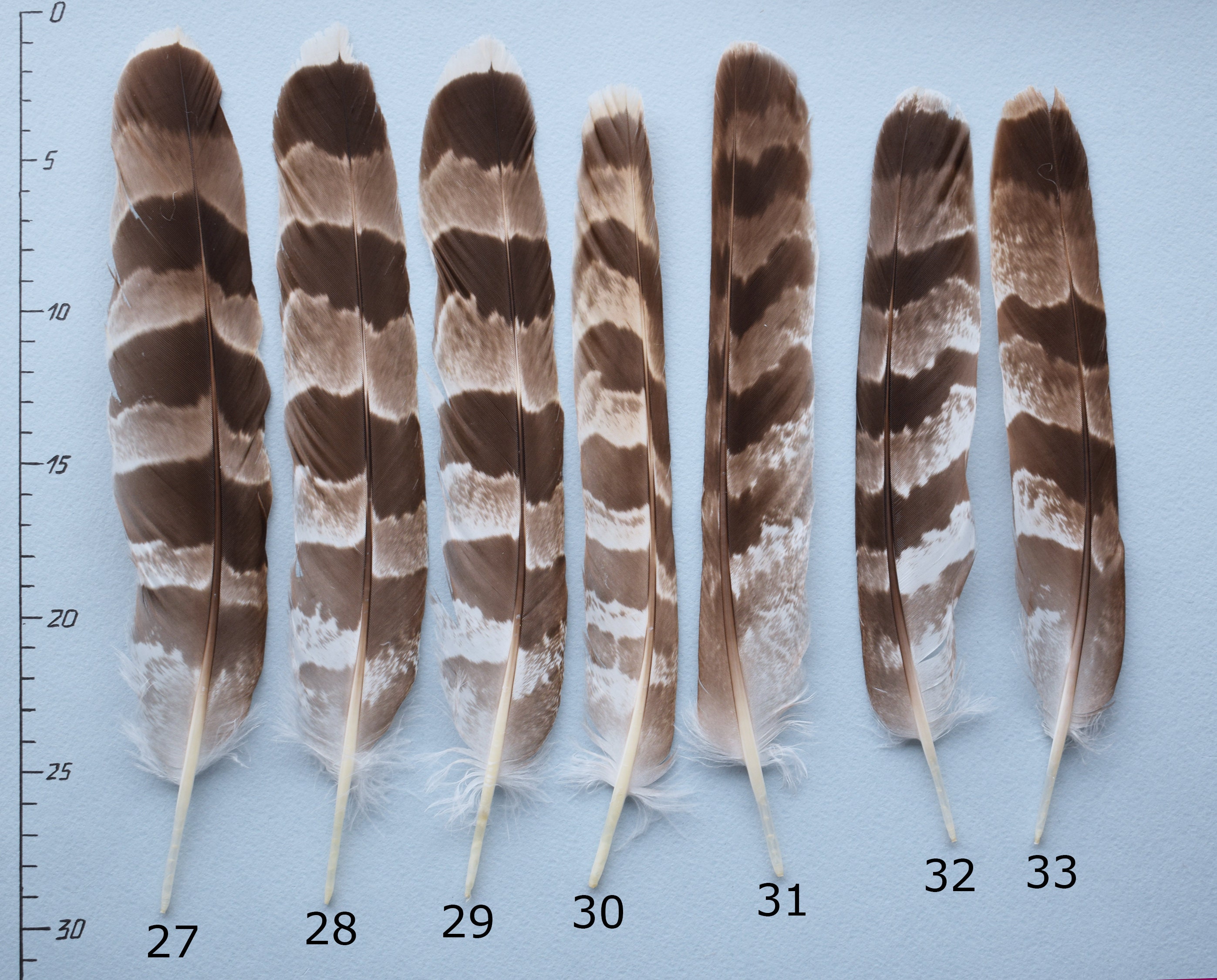 Coopers Hawk Feather