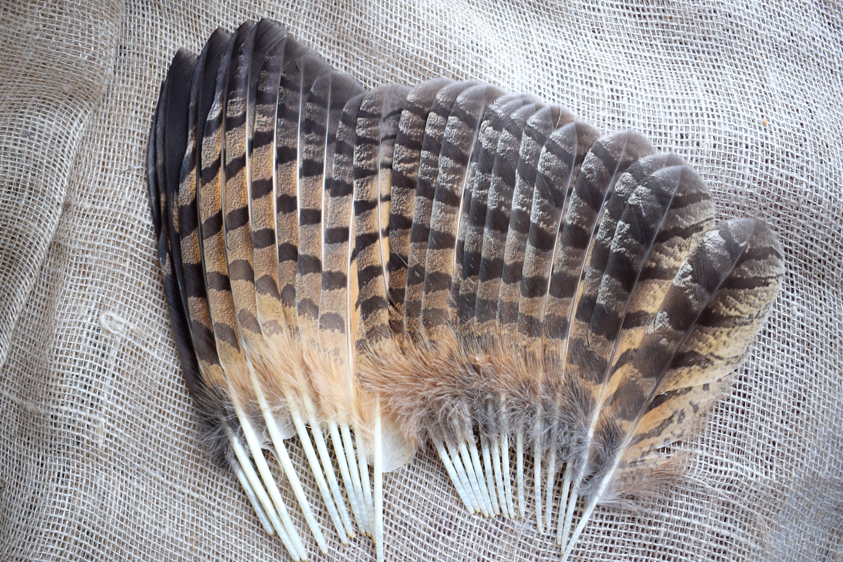 Real Owl Feathers