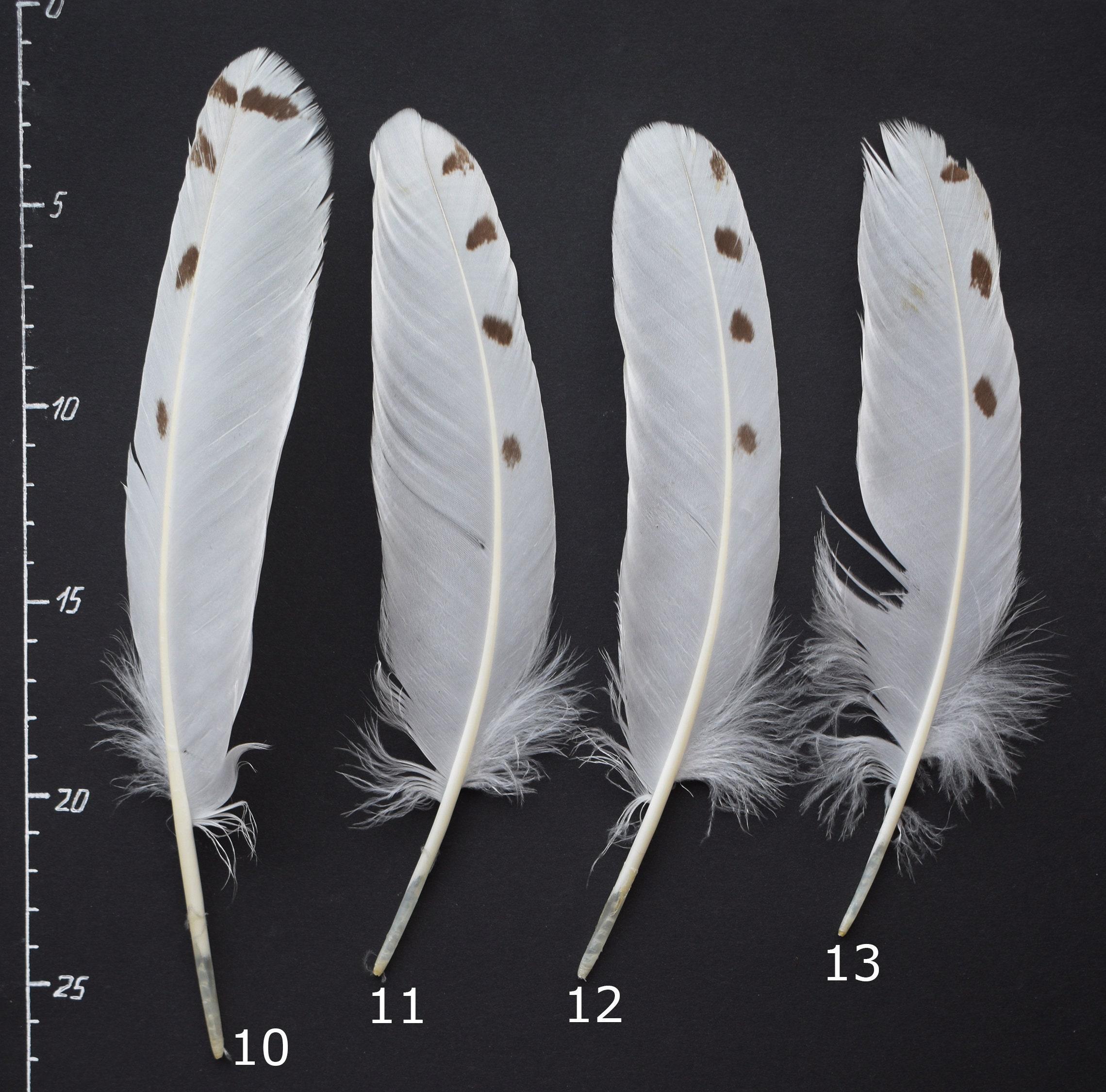 Natural Snowy Owl Feathers Female and Male Feathers Molted - Etsy