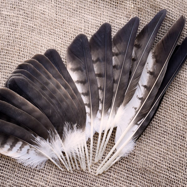 Hawk Feathers - Etsy