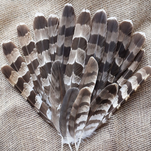 Hawk Feathers - Etsy