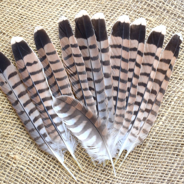 Kestrel Feathers - Etsy