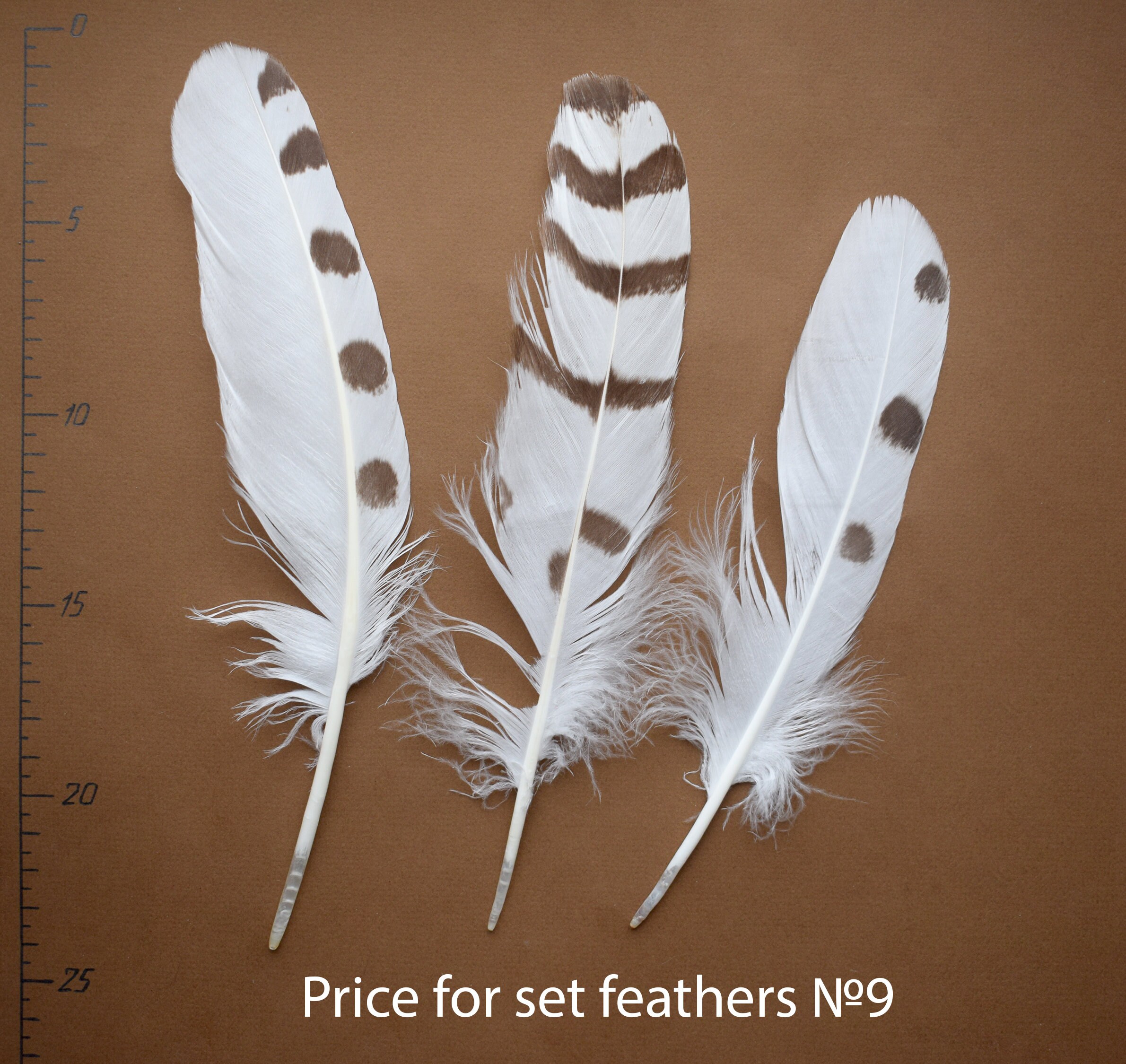 Natural Owl Feathers, RARE Owl, Rare Feathers, Molted, for Creativity ...
