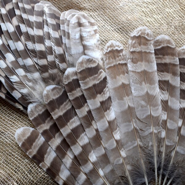 Owl Feathers - Etsy