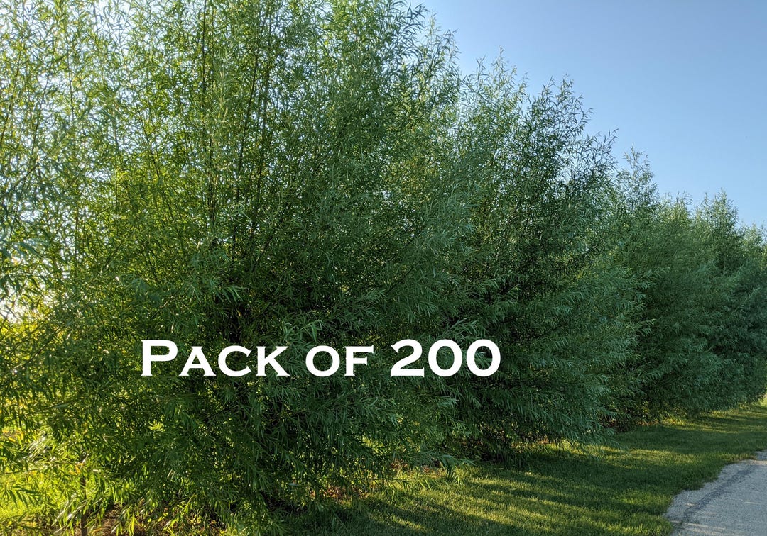 Fast-growing Trees (hybrid Willow) - Qty 200 Cuttings - Etsy