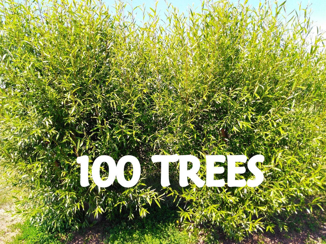 Fast-growing Trees (hybrid Willow) - Qty 100 Cuttings - Etsy