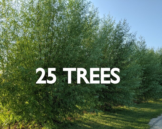 FAST Growing Trees - Hybrid Willow Cuttings (qty 25) - Etsy