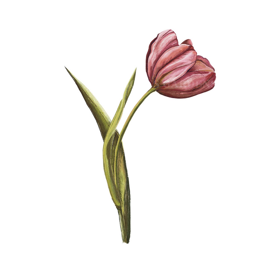 Tulip #2 Hand Illustrated PNG Art Clip Art Flower Illustration ...