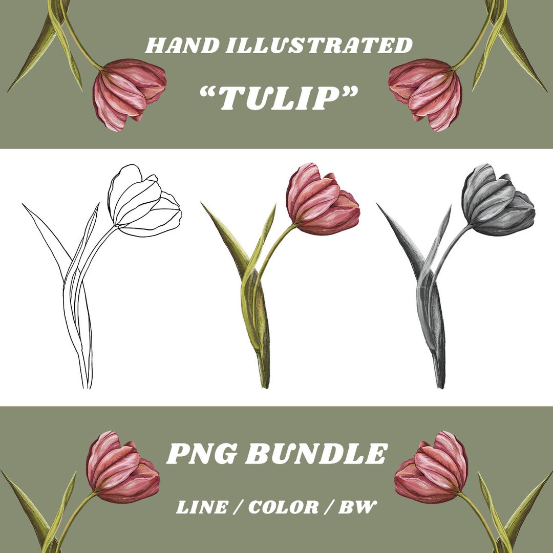 Tulip 2 Hand Illustrated PNG Art Clip Art Flower Illustration Botanical ...