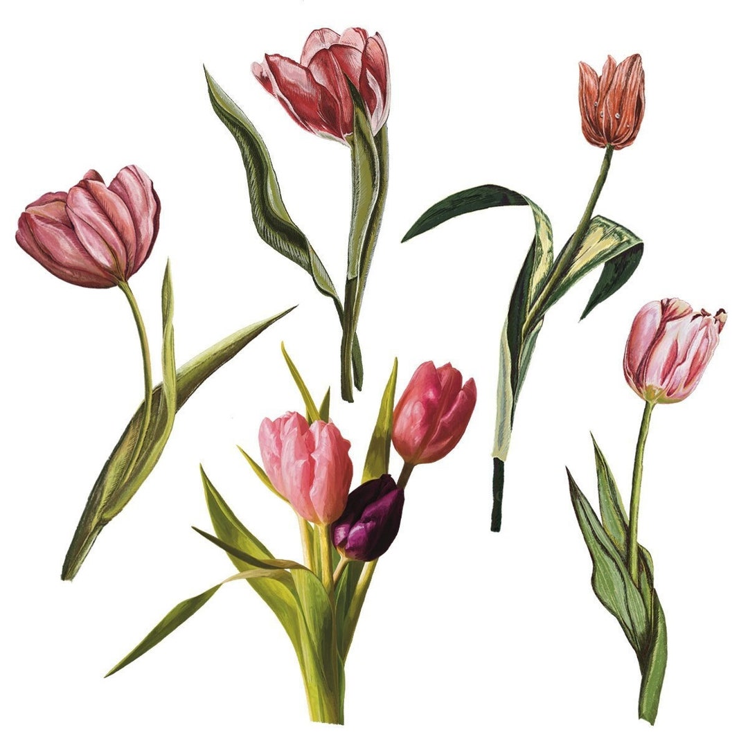 TULIP Color Pack Hand Illustrated PNG Clipart Botanical Flower Art - Etsy