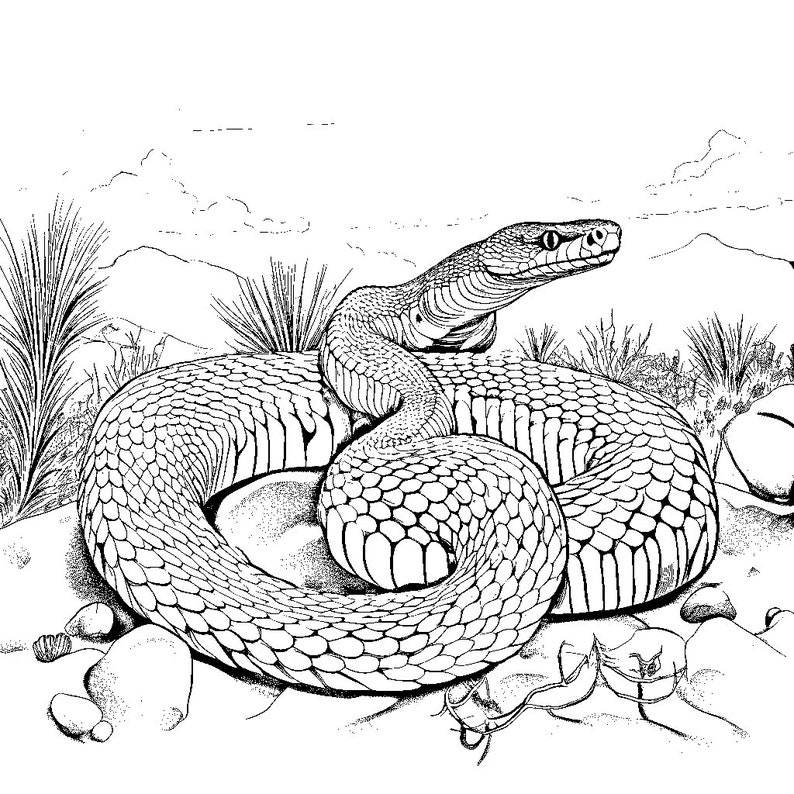 20 Wildlife Coloring Pages - Etsy