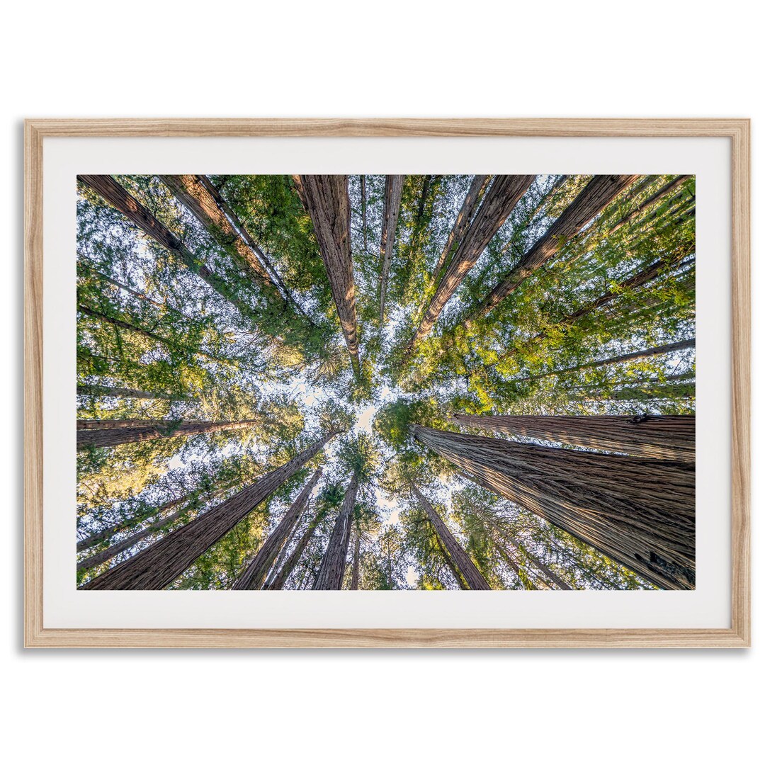 Redwood Forest Canopy Print: Treetop Fine Art Photography - Etsy